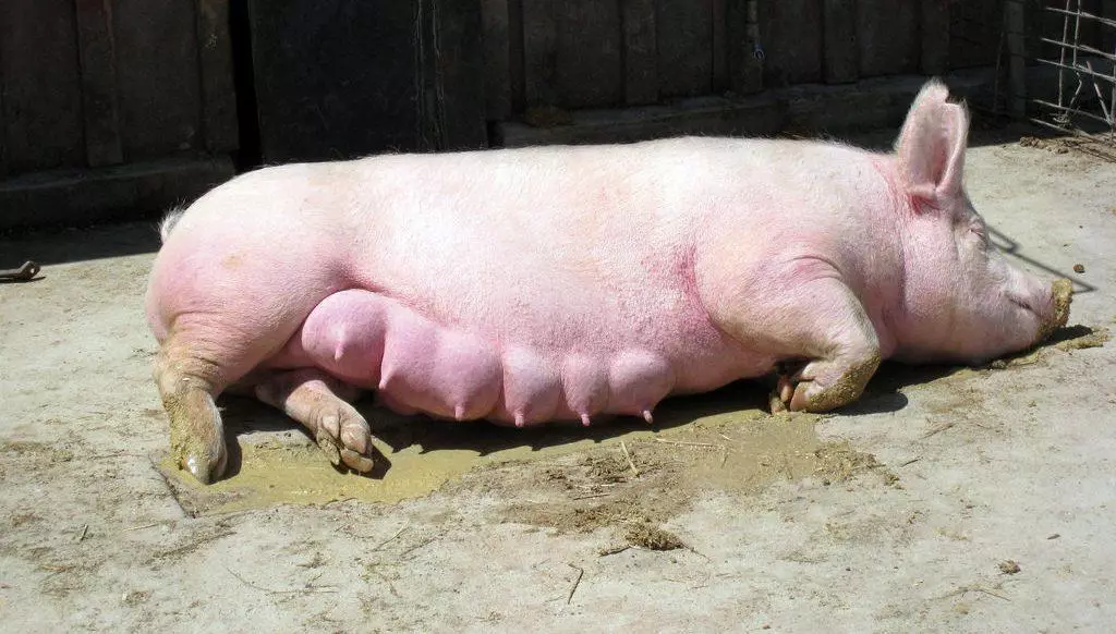 Cerdo embarazado