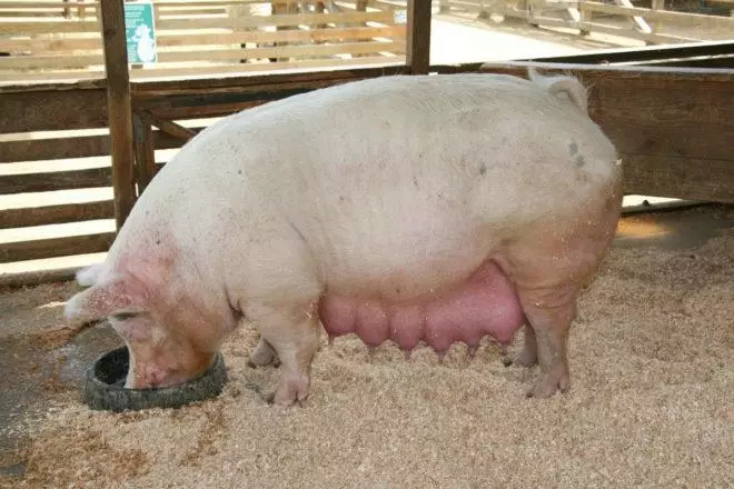W ciąży świnia