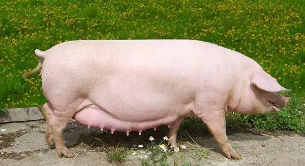 Gravid Pig.