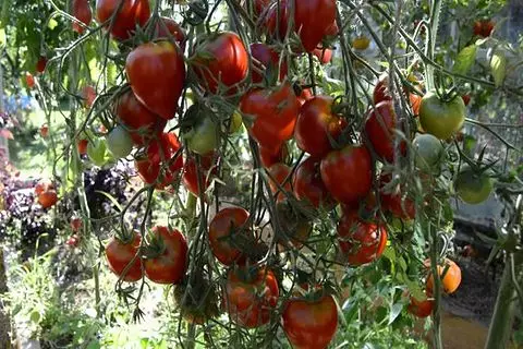 Perjangjian tomat