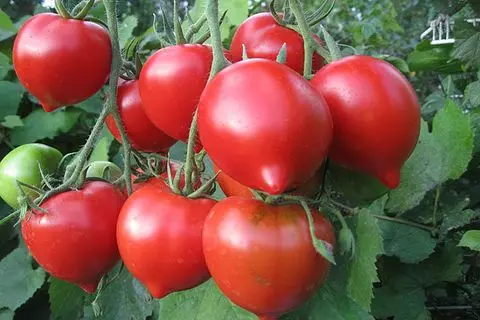 Různé rajčata