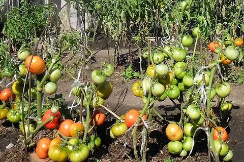Perjanjian tomat