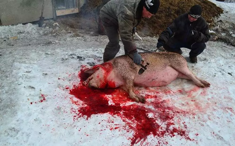 Pigs de matanza