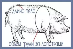 Kaip žinoti ir nustatyti, kiek kiaulių sveria, stalo dydžio