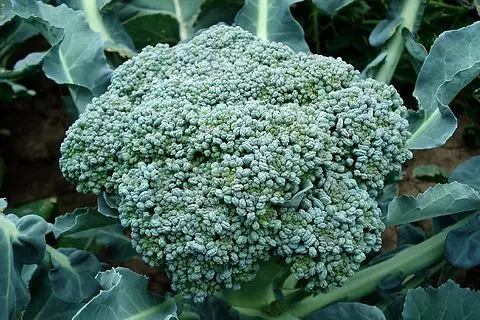 Broccoli kål