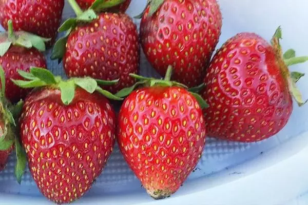 Strawberry Vityaz.