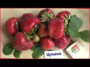 Inkcazo kunye neempawu ze-strawberry sunouning kunye nokukhula