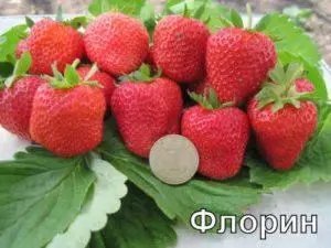 Sharraxaadda iyo astaamaha ku saabsan strawberries Florin Florin, degitaanka iyo koritaanka