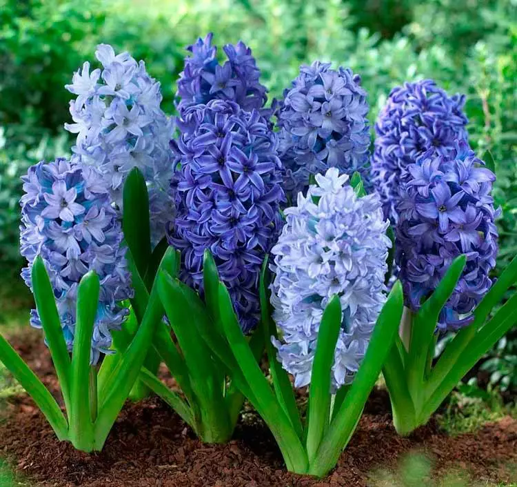 Ziedi Hyacinthy