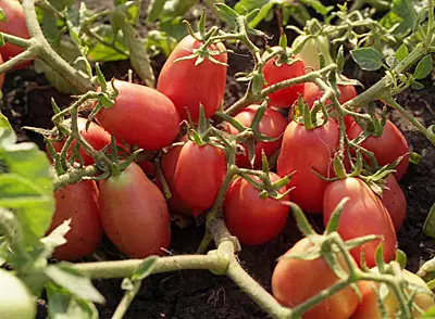 トマトが成長しています