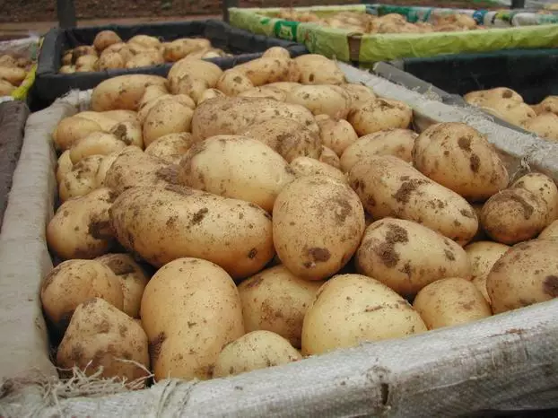 Vintage kartupeļi