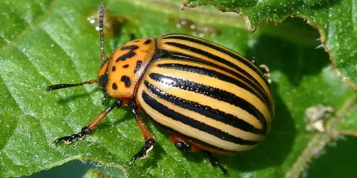 I-Colorado Beetle