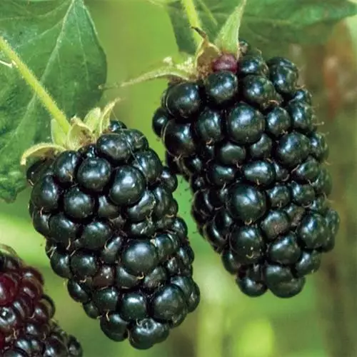 Ivuthiwe i-blackberry