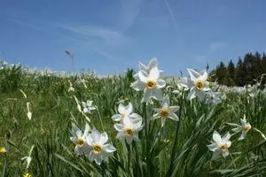 การจำแนกประเภทคำอธิบายและลักษณะของพันธุ์ Daffodils 40 ชนิดที่ดีที่สุด