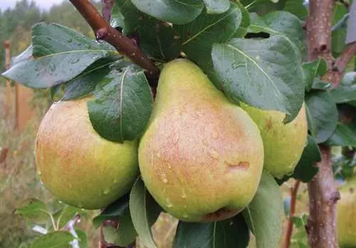 Pear zhegalov