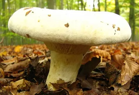 Mushrooms Skryphi.