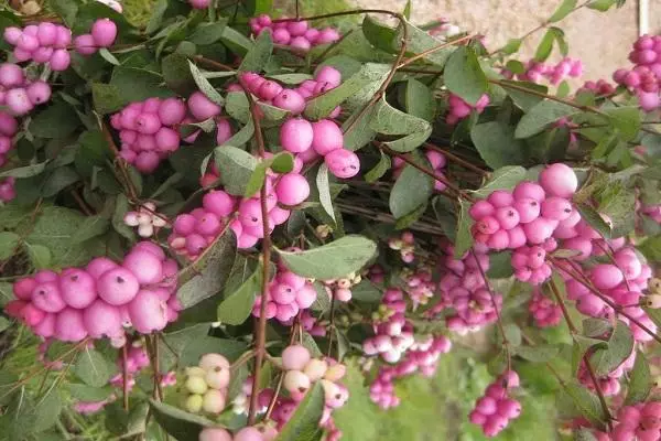 Berries snowy year