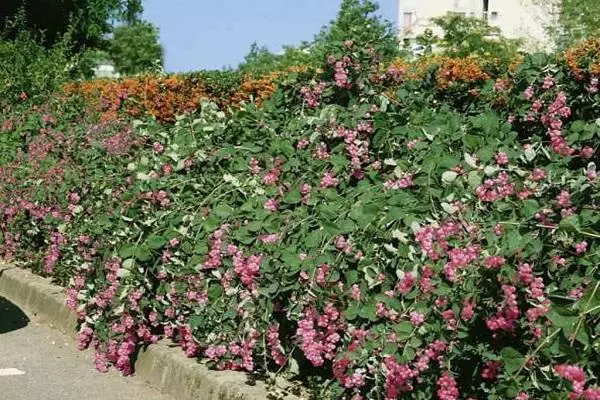 cultivation on flowerbed