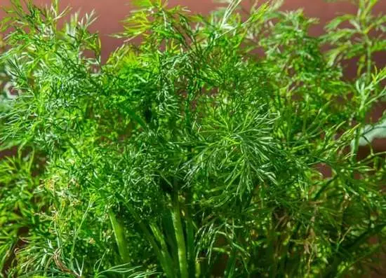 Plantita Dill