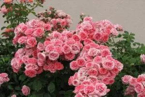 Danasîn û rêzikên mezinbûna Roses Floribunds Kimono Varieties