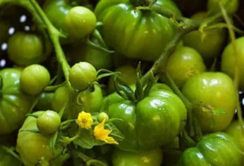 Buske af grøn tomat