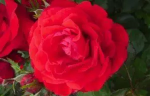 Deskripsi dan karakteristik mawar varietas Nina Weibul, pendaratan dan perawatan
