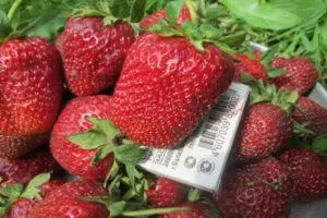 स्ट्रॉबेरी मार्शल, वाढत आणि काळजी यांचे वर्णन आणि गुणधर्म