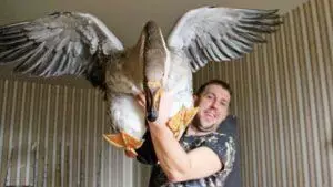 Yadda za a adana geese azaman dabbobi a cikin Apartment da matsaloli