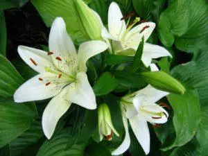 Deskripsi dan karakteristik lily putih-putih, pendaratan dan perawatan di tanah terbuka
