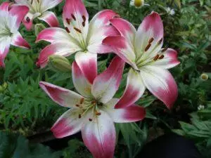 Description of the best varieties of lilies, landing and care in the open soil and what to bite