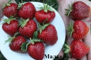 स्ट्रॉबेरी विविधता माल्विना, लैंडिंग, खेती और देखभाल की विवरण और विशेषताएं
