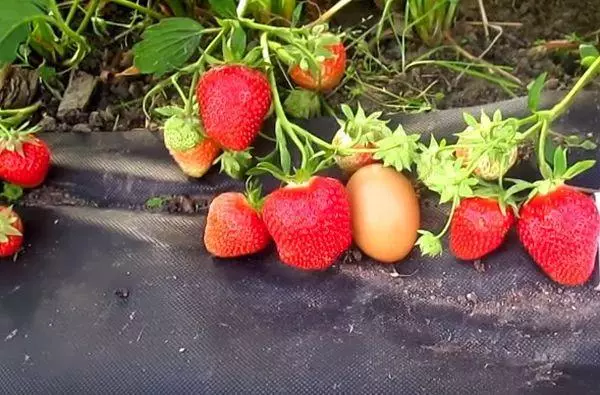Kasvavad maasikad