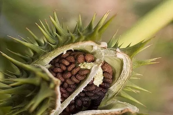 Reproduction of seeds