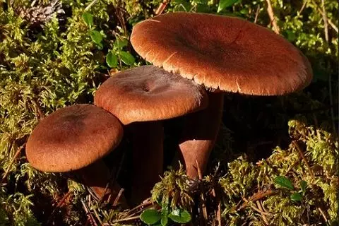 Mushroom Gorkushki.
