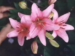 Do I need to dig lilies for winter, preparation of the shelter, when to crop and how to store