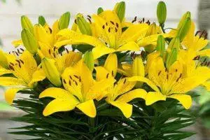 Description of the varieties of Asian lily, landing and care in the open soil