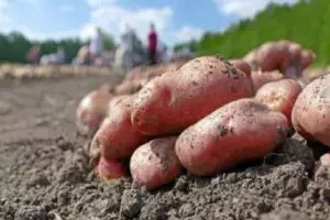 Descrição da variedade de batatas Lyubava, as características do cultivo e cuidados