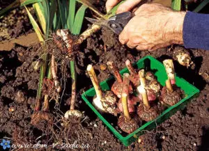 Kiedy musisz kopać żarówki gladiols, terminy i zasady przechowywania, przygotowanie do zimy