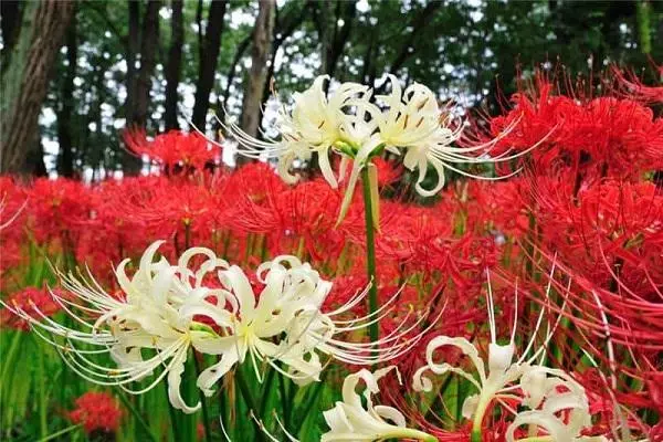 Spider Lily.