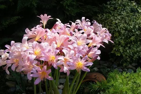 Lily flowering