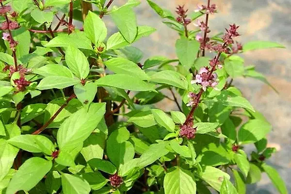 ನೋವು ಸಂವೇದನೆಗಳು