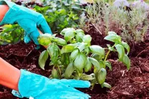 Как да растат и да се грижат за босилека в оранжерията