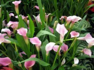 30 Arten und Sorten von Calla, Landung und Pflege im offenen Boden, wachsend im Garten