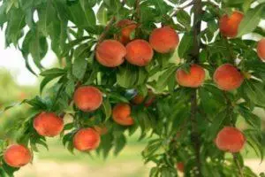 De bästa sorterna av persika för att växa i Rysslands mittfält, landning och vård