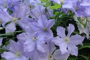 Opis Clematis Grade Blue Angel, Landing and Care Reguls
