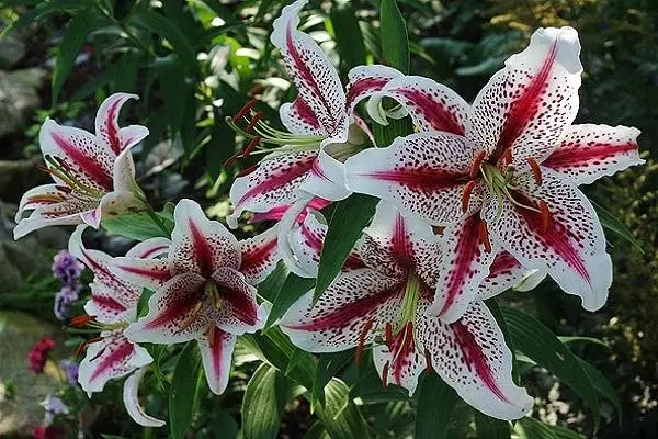 Lily Oriental.