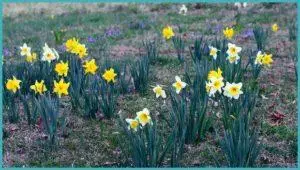 Când trebuie să transplantați daffodilurile într-un alt loc, în primăvară sau toamnă