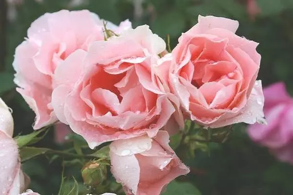 Rambut Rose Shtiflora
