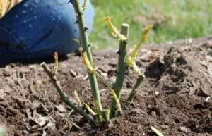 Kā likt un audzēt rozes krūmus atklātā augsnē