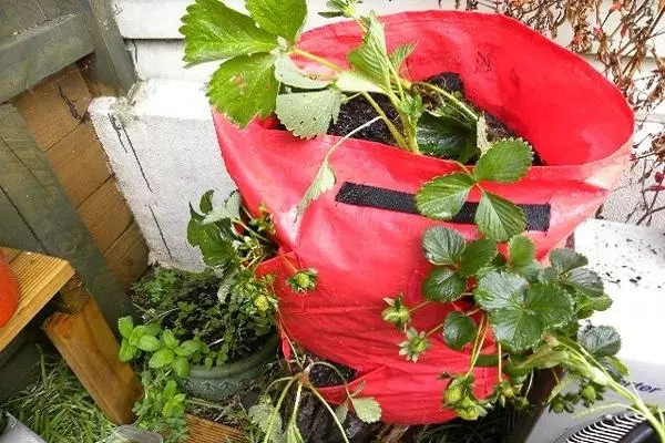 딸기 가방